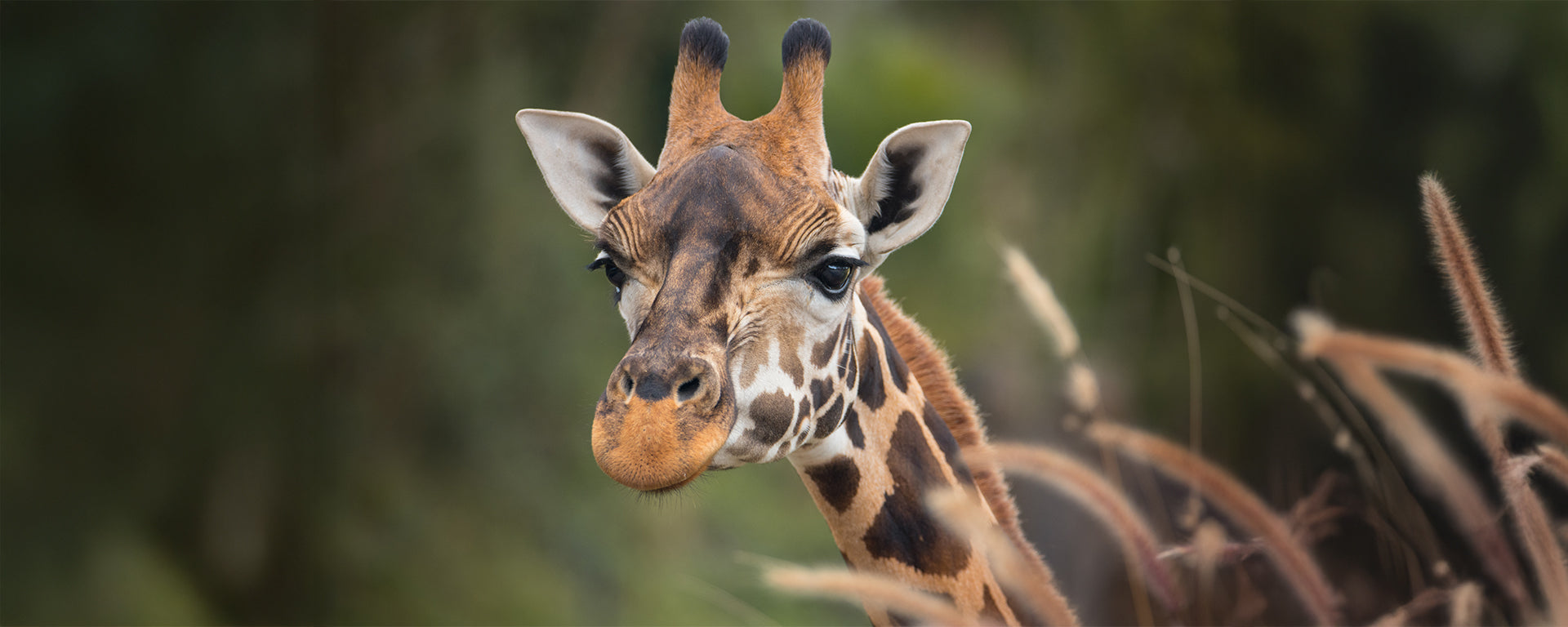 Giraffe – Australia Zoo Operations Pty Ltd